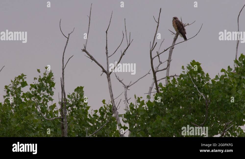 Top predator in its environment Stock Videos & Footage - HD and 4K ...