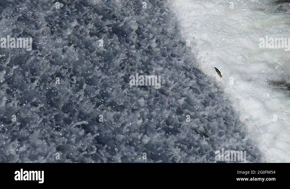 Fish jump dam Stock Videos & Footage - HD and 4K Video Clips - Alamy