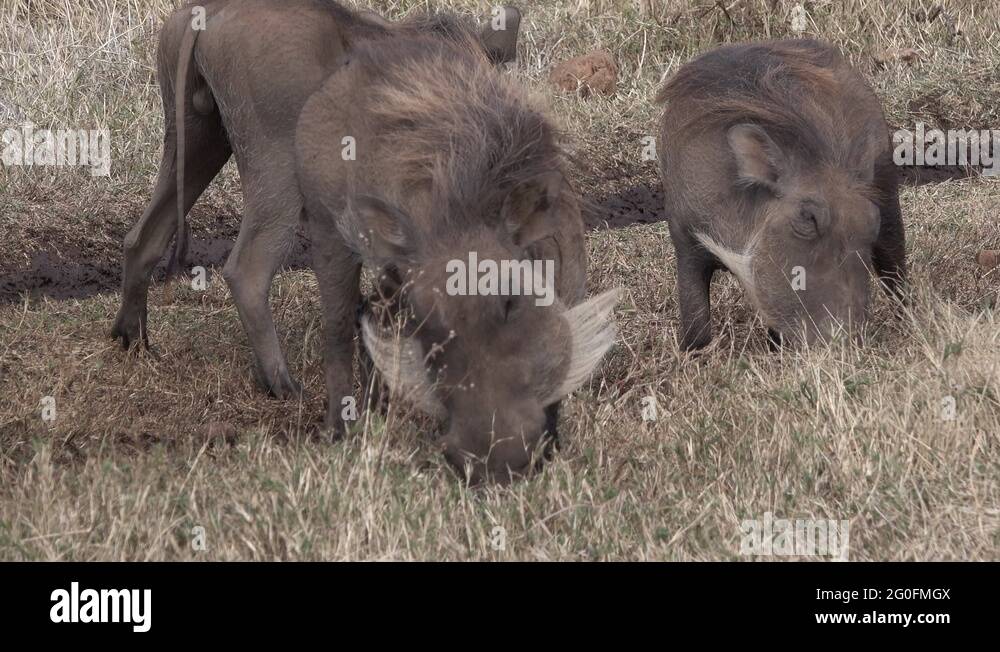 Warthog, African warthogs in the savannah. Serengeti, Africa Stock ...
