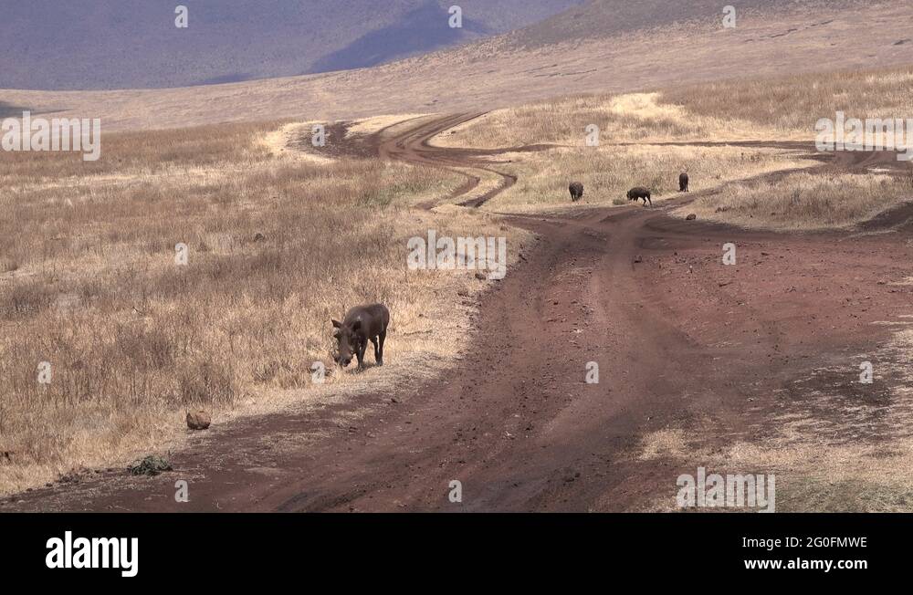 Warthog, African warthogs in the savannah. Serengeti, Africa Stock ...