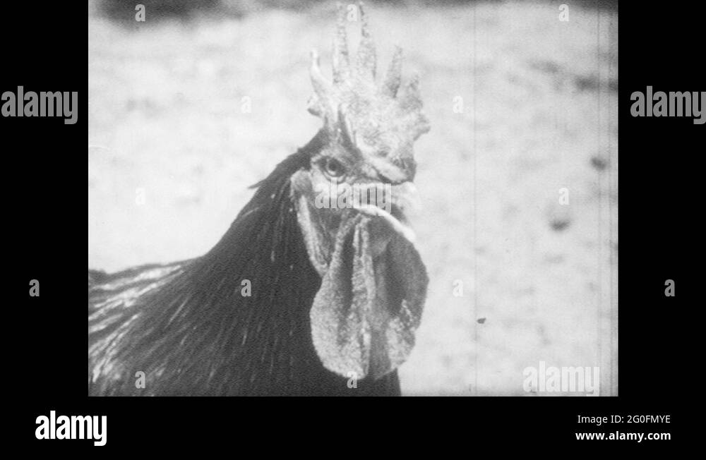 Boy rooster Stock Videos & Footage - HD and 4K Video Clips - Alamy