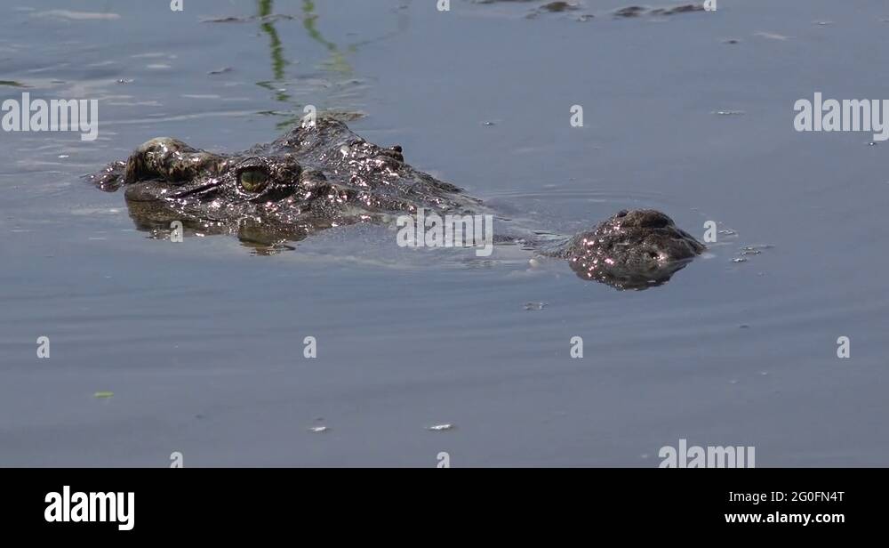 Crocodile lake vietnam Stock Videos & Footage - HD and 4K Video Clips ...