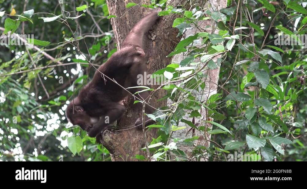 Cling to tree Stock Videos & Footage - HD and 4K Video Clips - Alamy