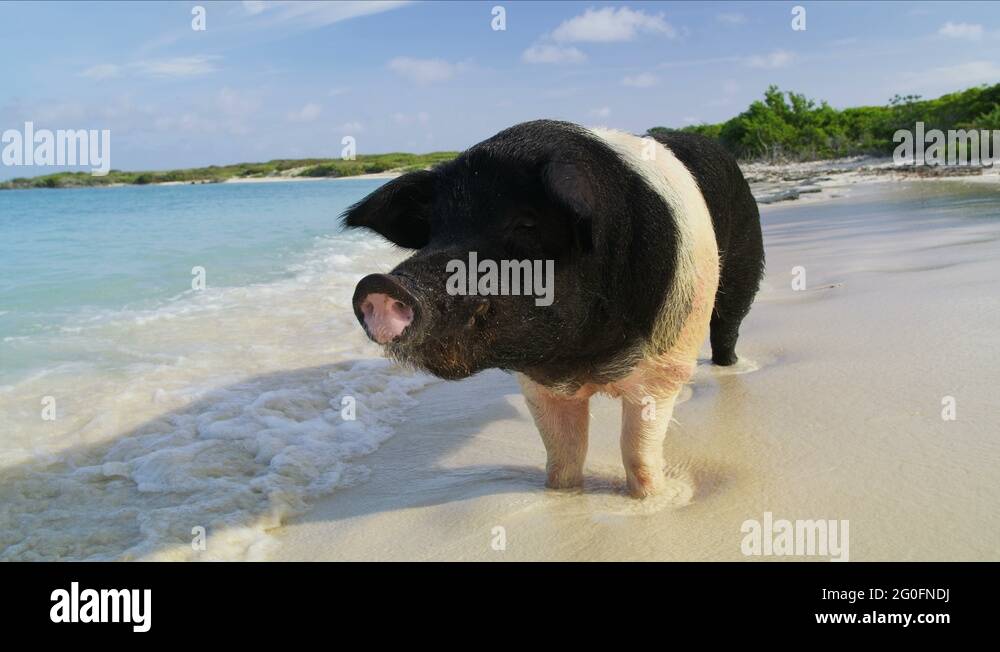 Sea swine Stock Videos & Footage - HD and 4K Video Clips - Alamy
