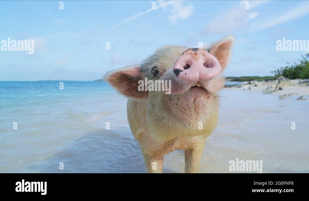 Pig island in paradise tourist attraction Bahamas Caribbean Stock Video ...