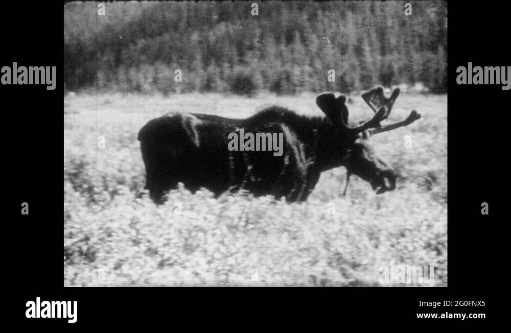 Moose eating plants Stock Videos & Footage - HD and 4K Video Clips - Alamy