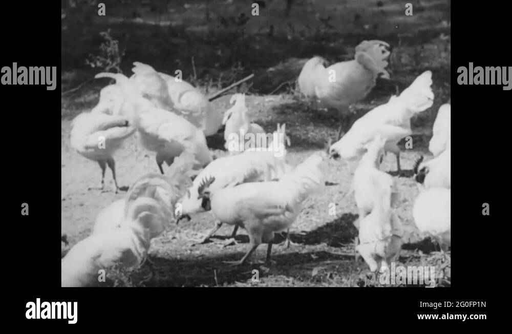 Wartime farm Stock Videos & Footage - HD and 4K Video Clips - Alamy