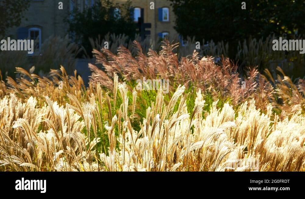 Wind blowing tall grass Stock Videos & Footage - HD and 4K Video Clips ...