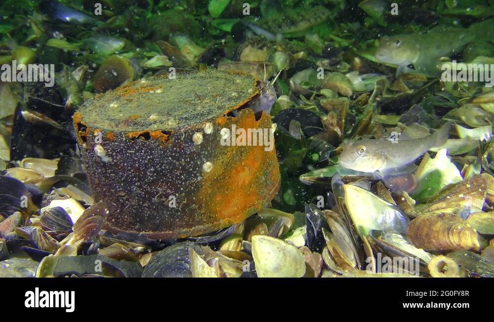 Shallow water so they can see fish Stock Videos & Footage - HD and 4K ...