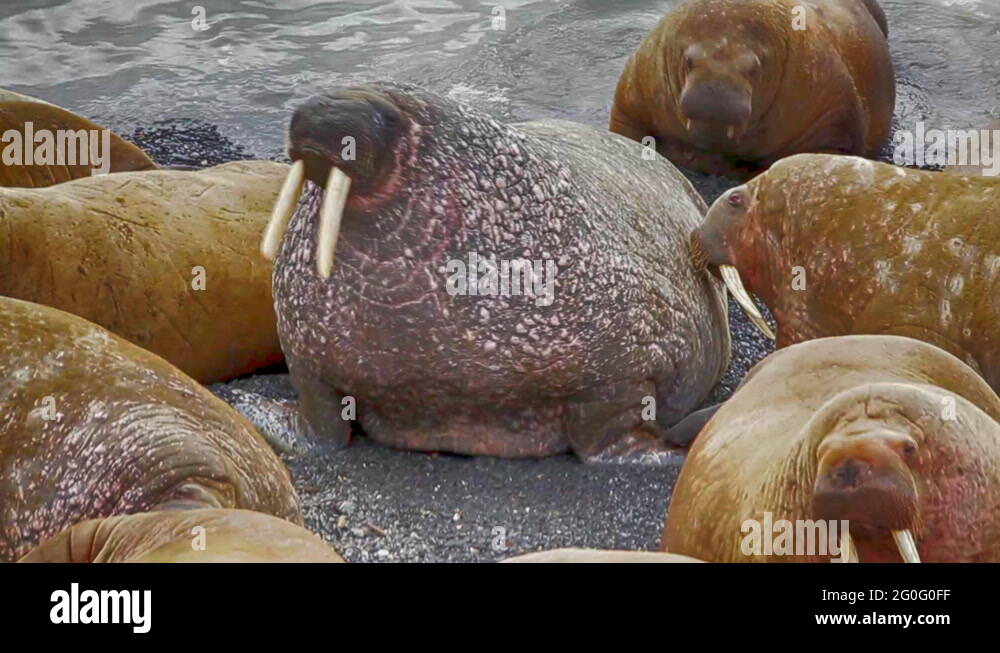 Walrus haul out Stock Videos & Footage - HD and 4K Video Clips - Alamy