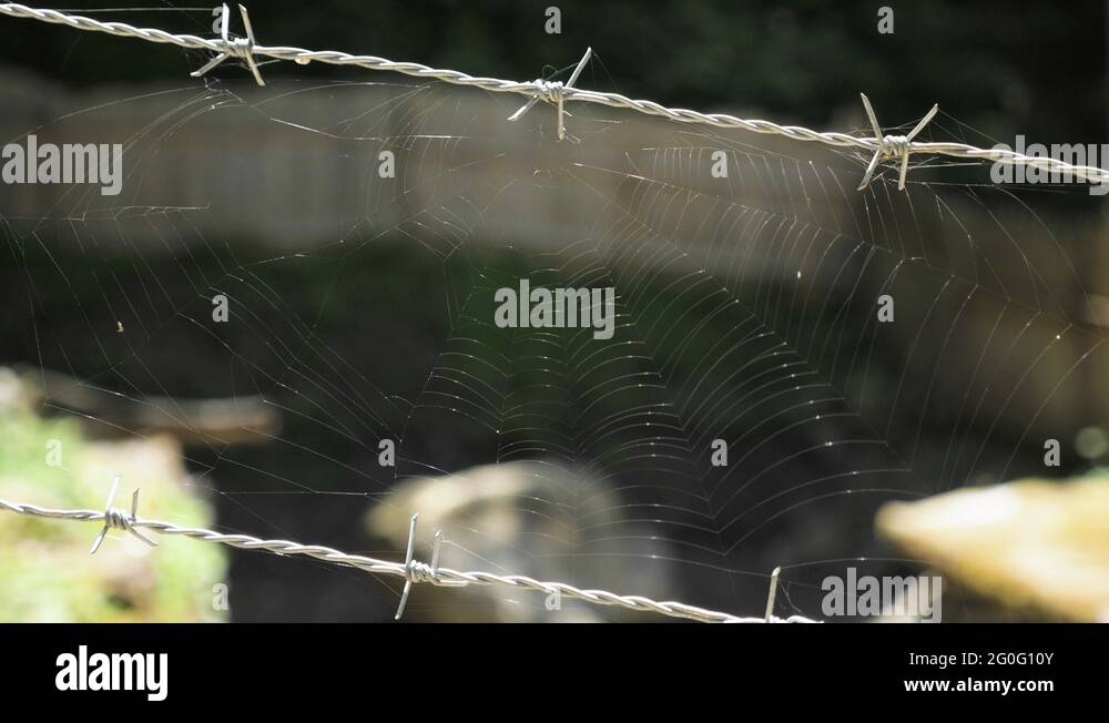 Spider territory Stock Videos & Footage - HD and 4K Video Clips - Alamy