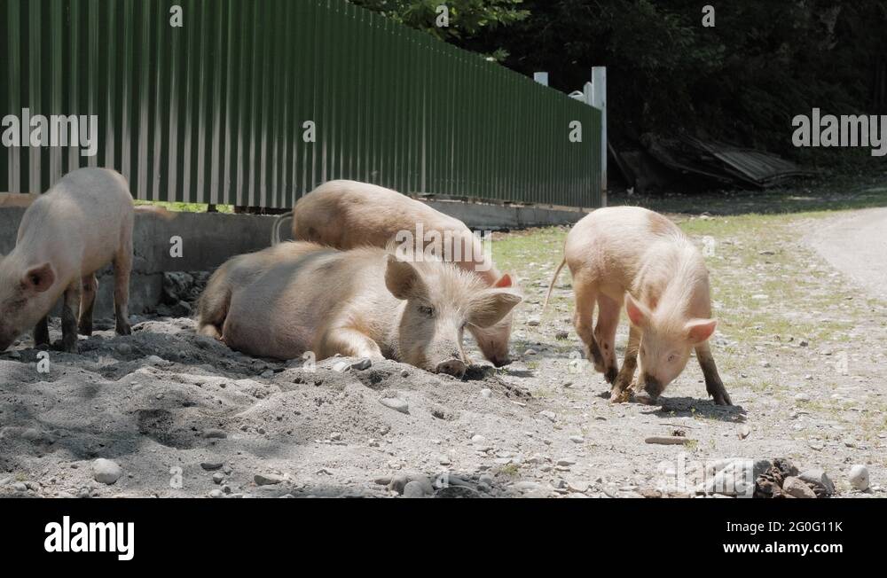 Pigs on the road Stock Videos & Footage - HD and 4K Video Clips - Alamy