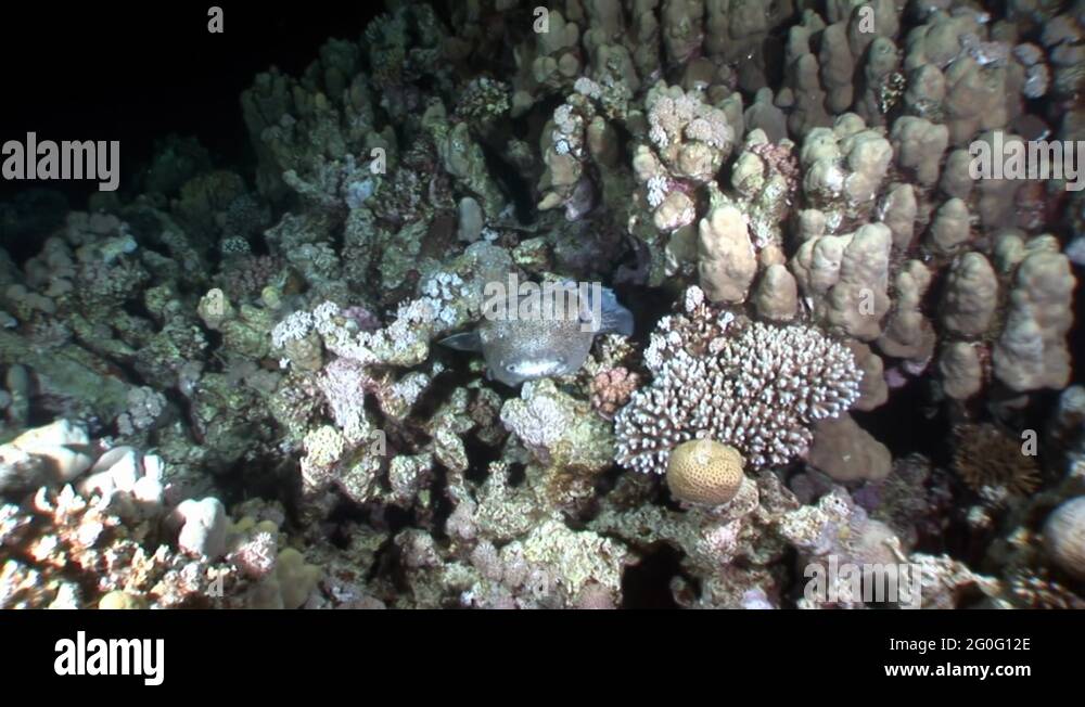 Hedgehog fish Stock Videos & Footage - HD and 4K Video Clips - Alamy