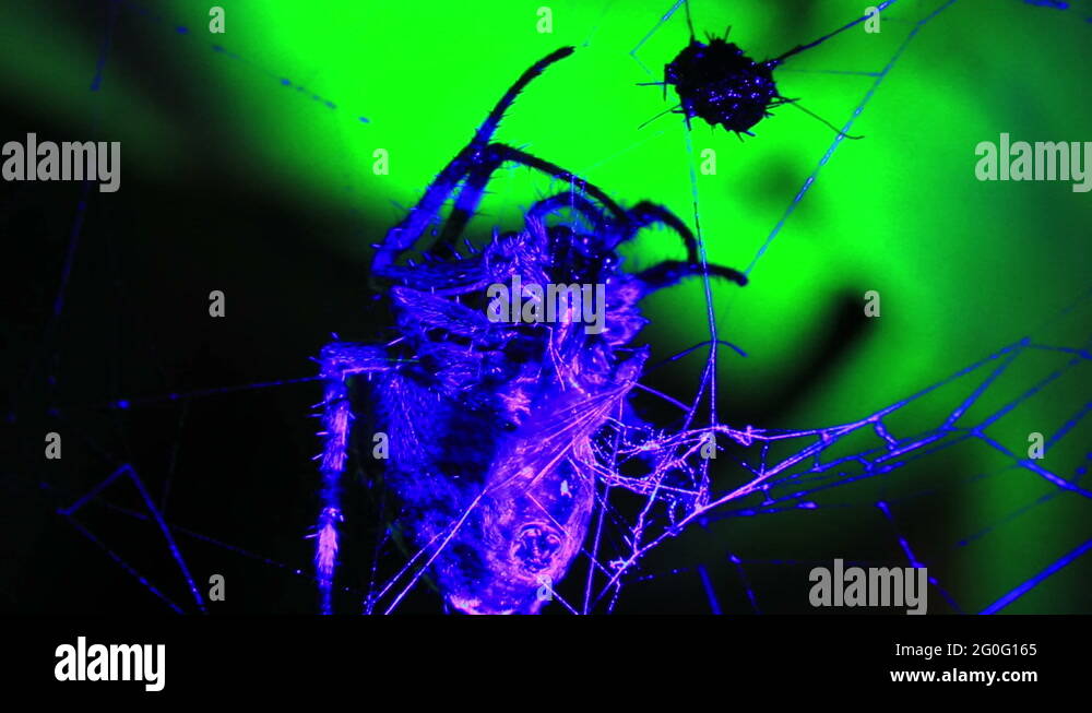 Spider in UV light Stock Video Footage - Alamy