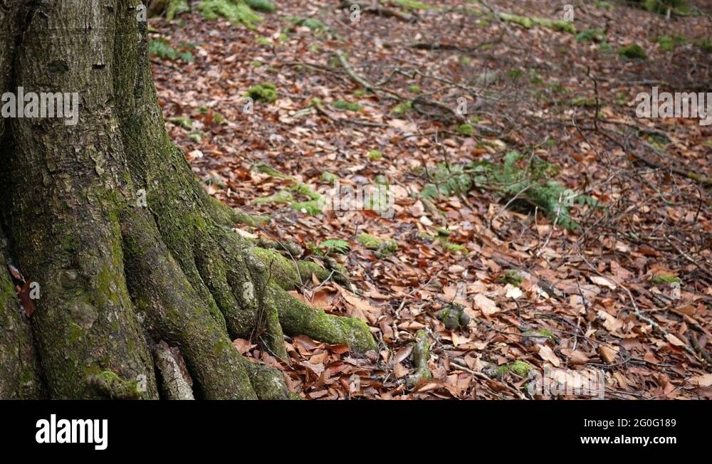 Oak tree roots underground Stock Videos & Footage - HD and 4K Video ...