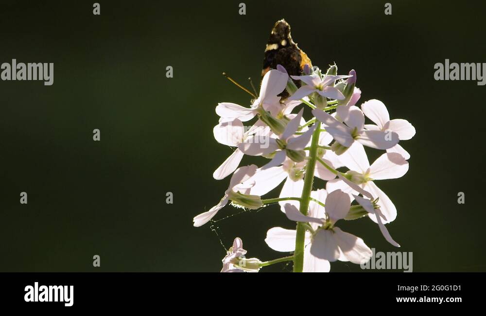 North american wildflowers Stock Videos & Footage - HD and 4K Video ...