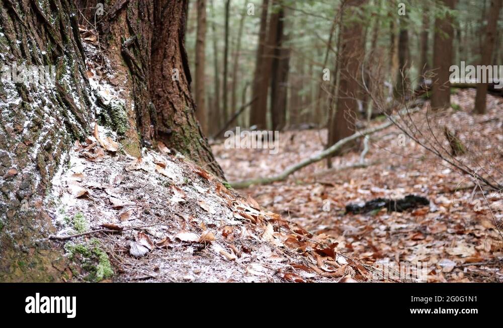 Snow base Stock Videos & Footage - HD and 4K Video Clips - Alamy