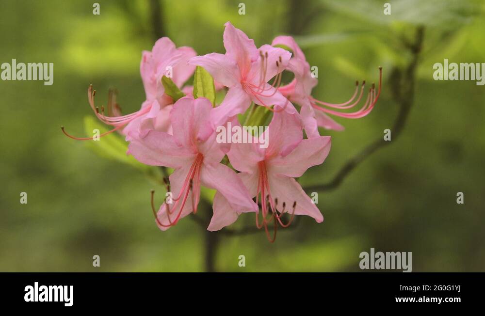 Blossom azaleas Stock Videos & Footage - HD and 4K Video Clips - Alamy