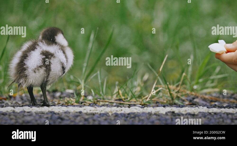Paradise duck Stock Videos & Footage - HD and 4K Video Clips - Alamy