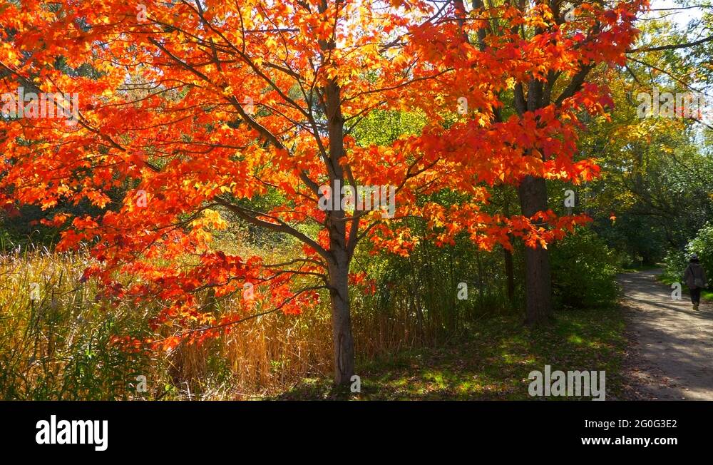 Japanese maple tree background Stock Videos & Footage - HD and 4K Video ...