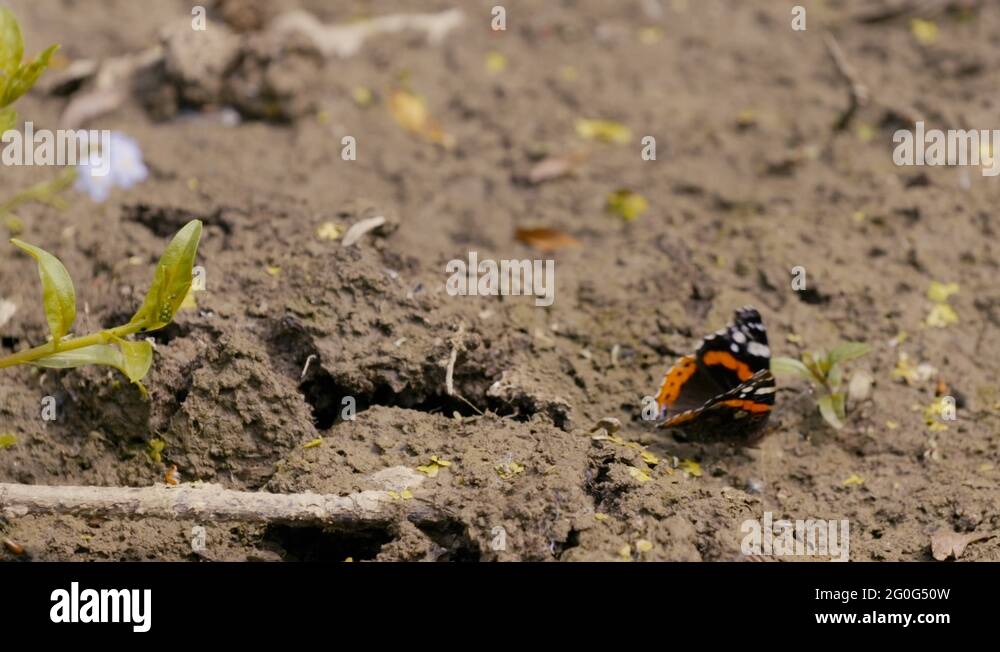 Butterfly and mud Stock Videos & Footage - HD and 4K Video Clips - Alamy
