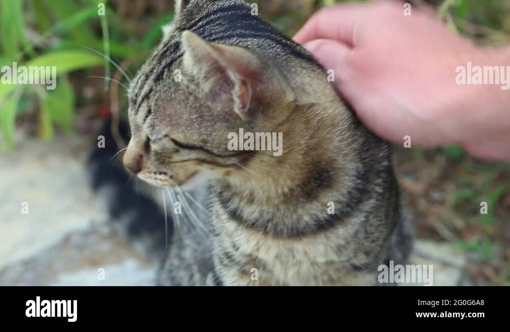 Grey and white adult cat Stock Videos & Footage - HD and 4K Video Clips ...