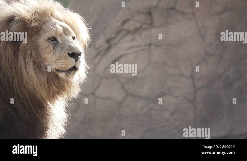 Left facing lion Stock Videos & Footage - HD and 4K Video Clips - Alamy