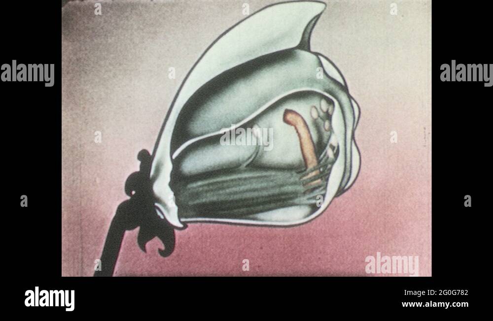 Cartoon illustration flower Stock Videos & Footage - HD and 4K Video ...