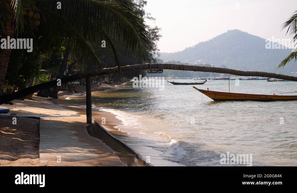 Long beach palm tree Stock Videos & Footage - HD and 4K Video Clips - Alamy
