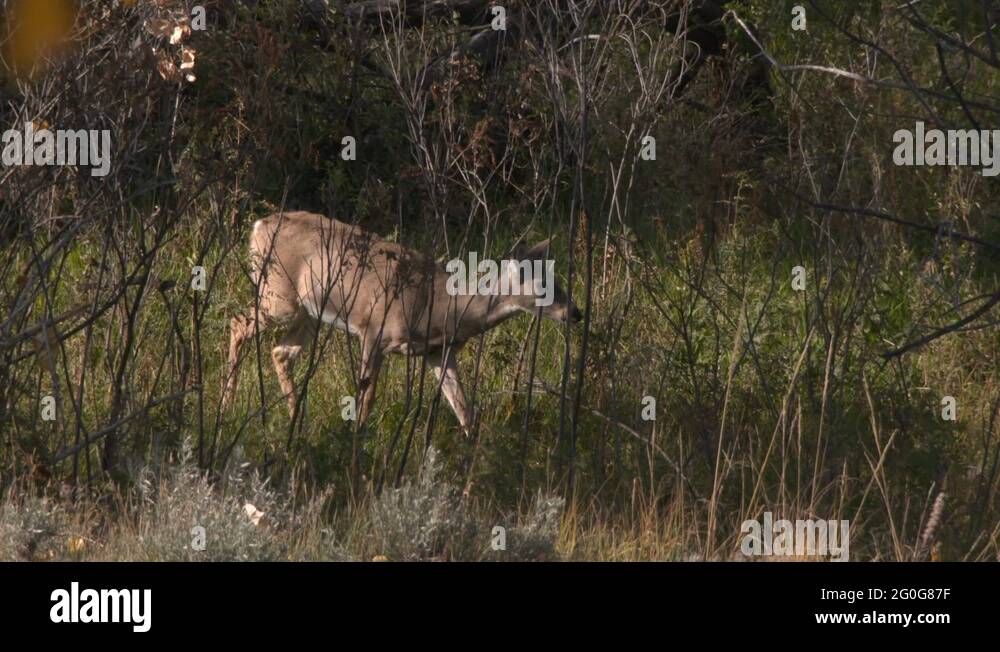 Whitetail deer Stock Videos & Footage - HD and 4K Video Clips - Alamy
