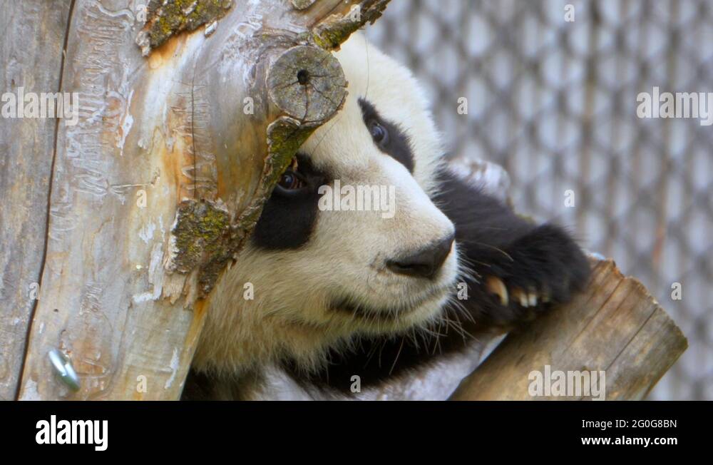 Cute Panda Bear Close Up, Endangered Species China Black White Bear ...
