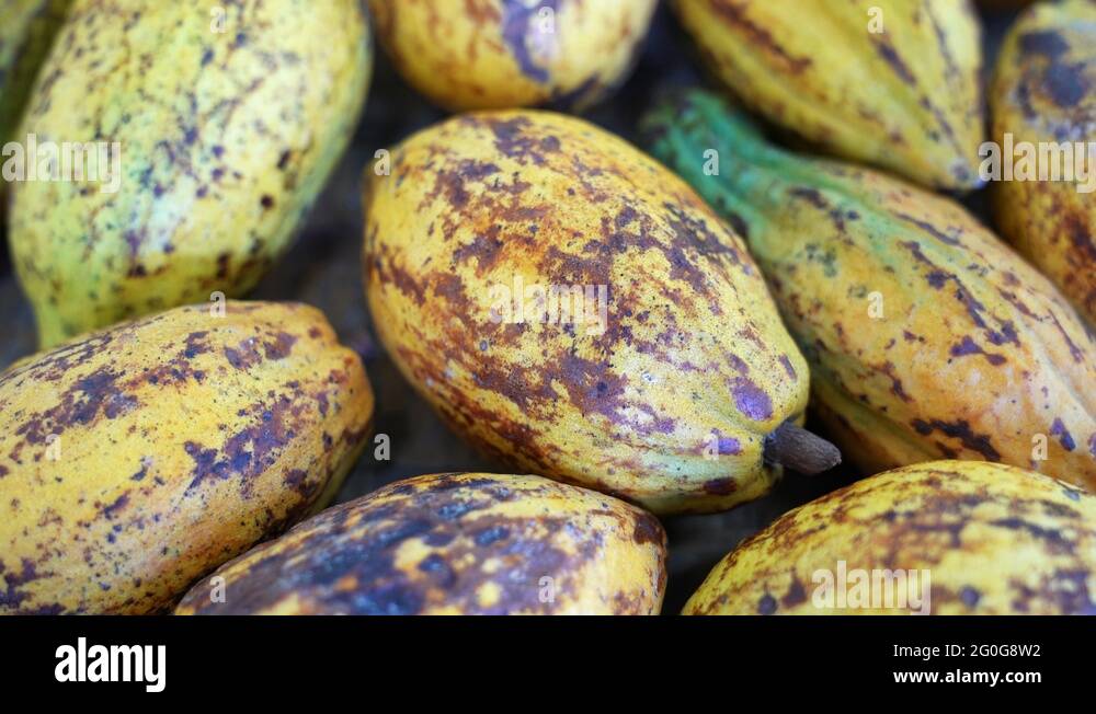 Ripe cocoa beans Stock Videos & Footage - HD and 4K Video Clips - Alamy