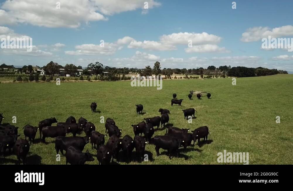 Angus beef Stock Videos & Footage - HD and 4K Video Clips - Alamy