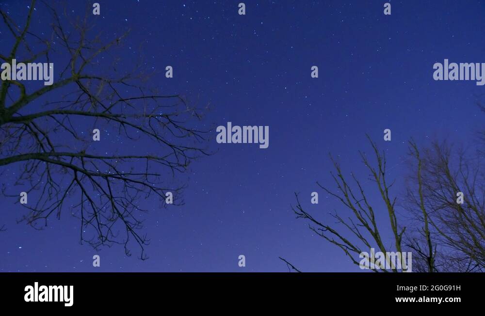 Ghost willow tree Stock Videos & Footage - HD and 4K Video Clips - Alamy