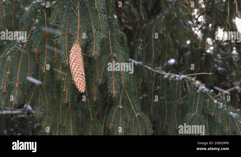 Cone falling tree Stock Videos & Footage - HD and 4K Video Clips - Alamy
