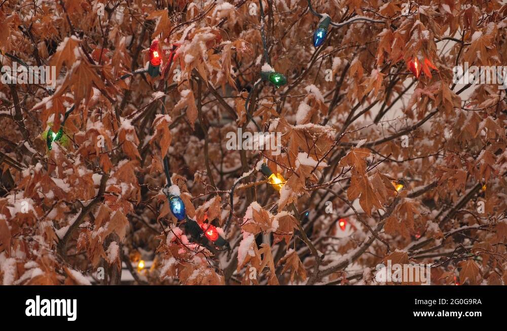 Deciduous tree snow Stock Videos & Footage - HD and 4K Video Clips - Alamy