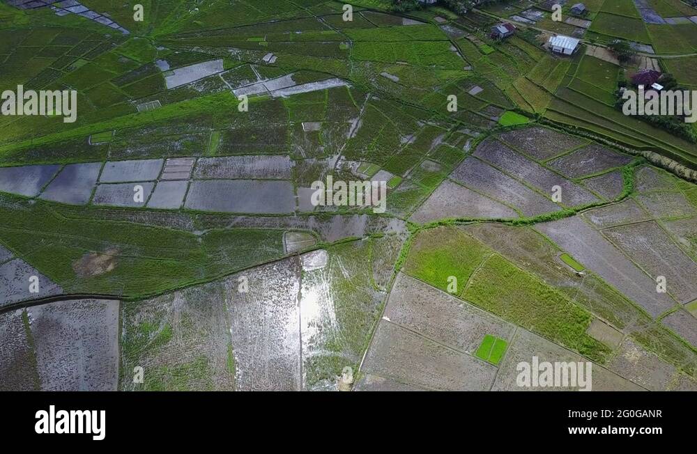 Spider web rice field Stock Videos & Footage - HD and 4K Video Clips ...