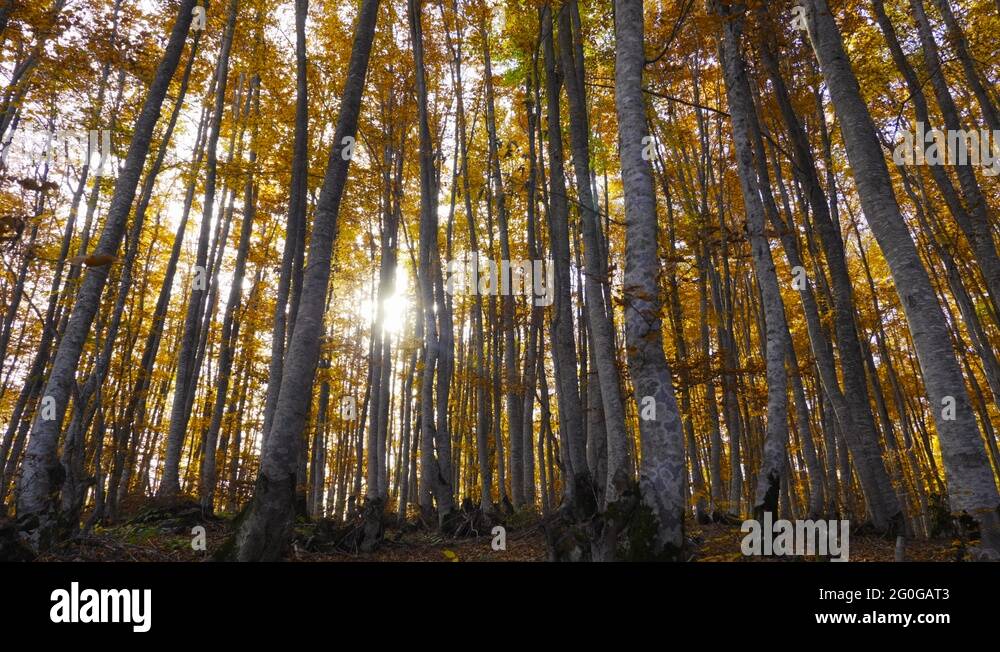 Golden trunks Stock Videos & Footage - HD and 4K Video Clips - Alamy