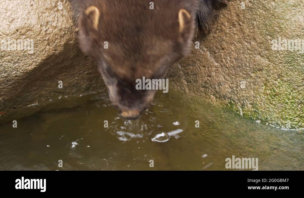 Skunk teeth Stock Videos & Footage - HD and 4K Video Clips - Alamy