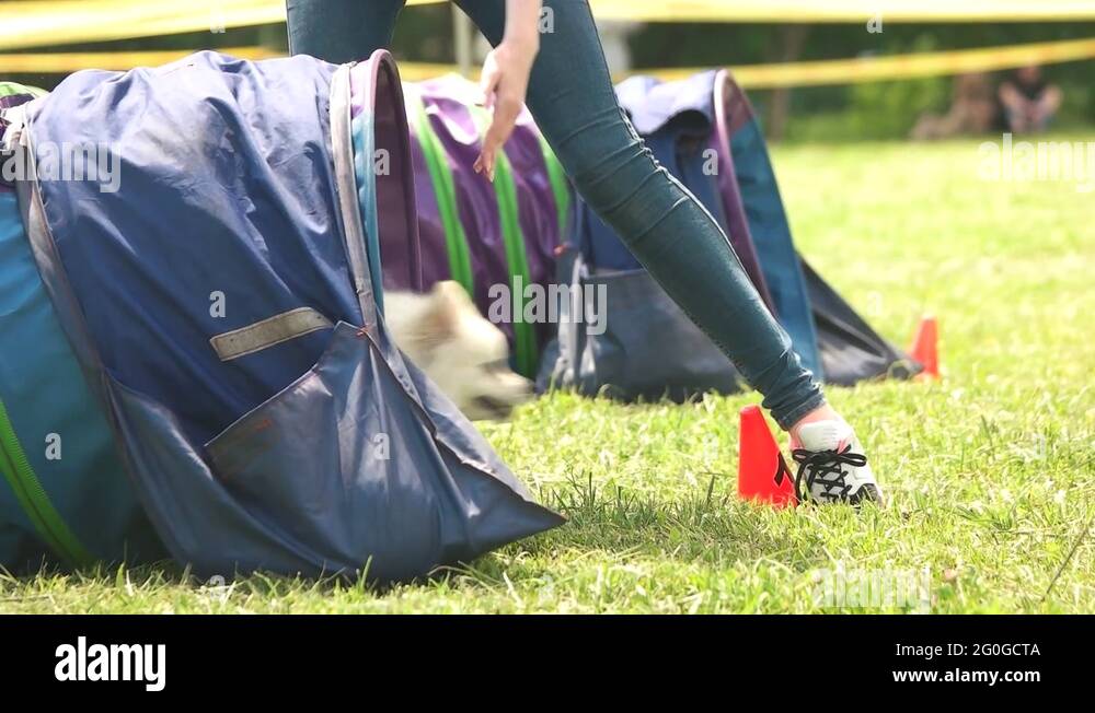 Dog is coming in and out by the command Stock Video Footage - Alamy