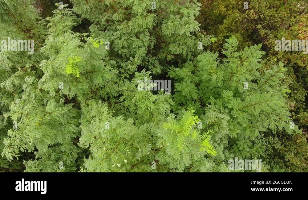 Cubic trees Stock Videos & Footage - HD and 4K Video Clips - Alamy