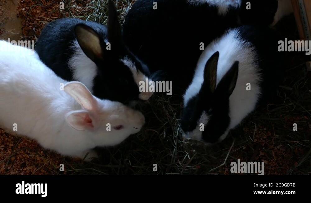 Rabbits group ground Stock Videos & Footage - HD and 4K Video Clips - Alamy