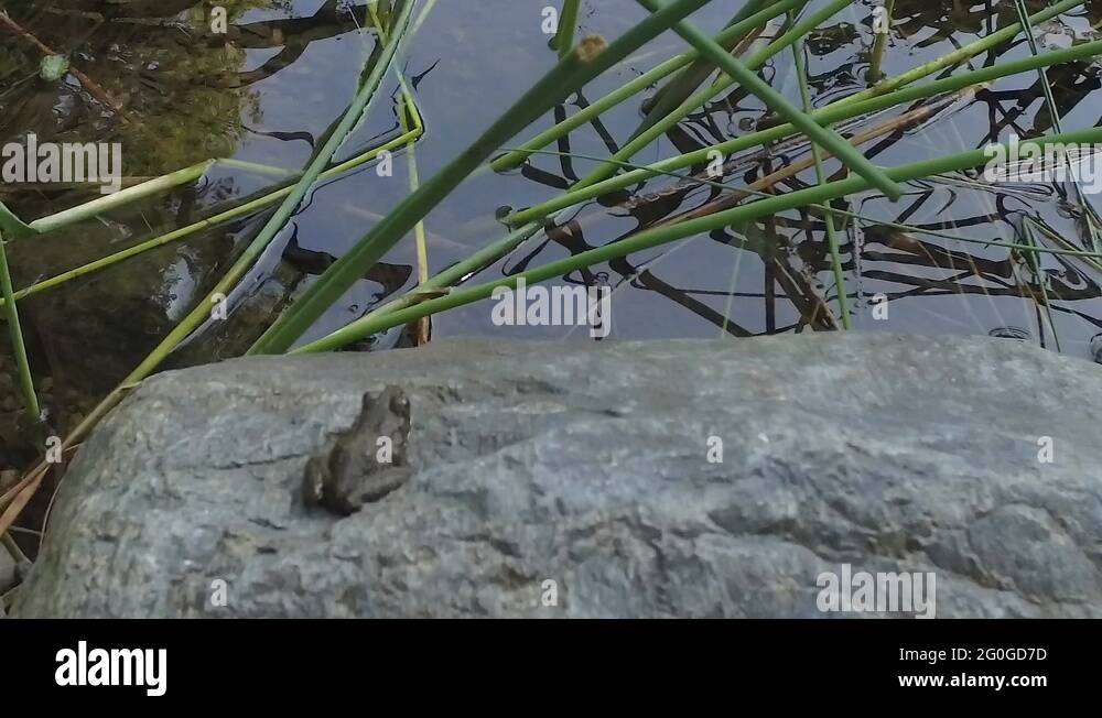 Frog hop pond Stock Videos & Footage - HD and 4K Video Clips - Alamy