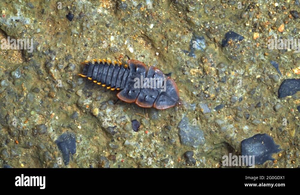Prehistoric beetle Stock Videos & Footage - HD and 4K Video Clips - Alamy