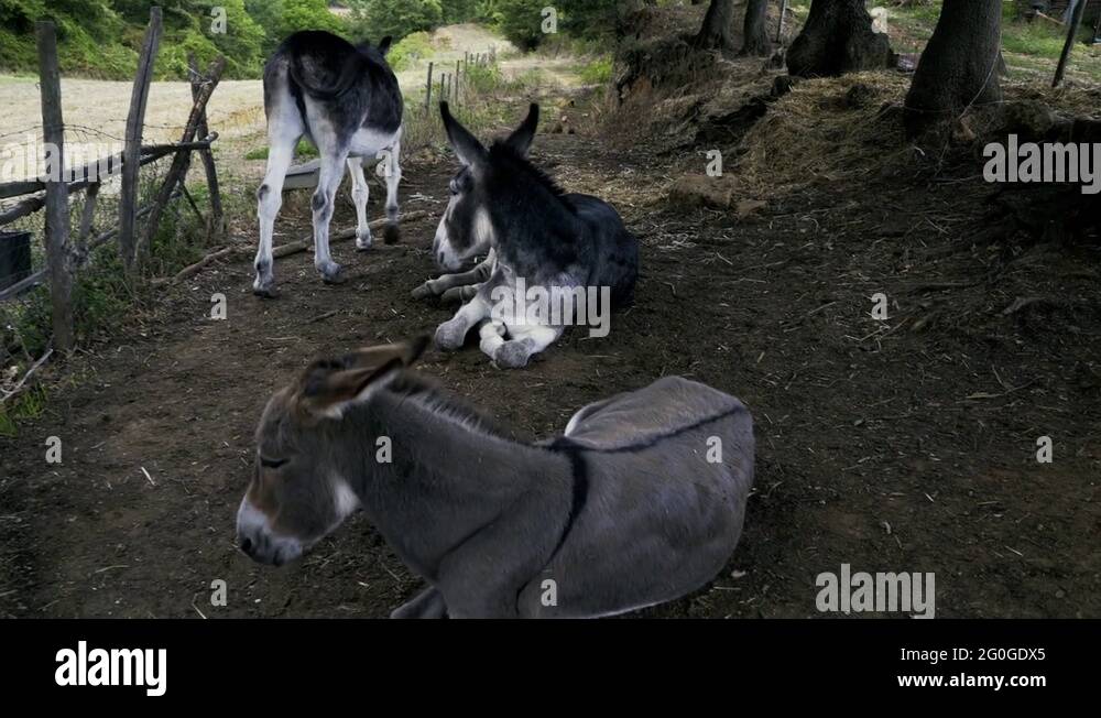 Donkeys in farm Stock Videos & Footage - HD and 4K Video Clips - Alamy