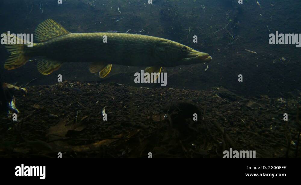 Killifish Stock Videos & Footage - HD and 4K Video Clips - Alamy