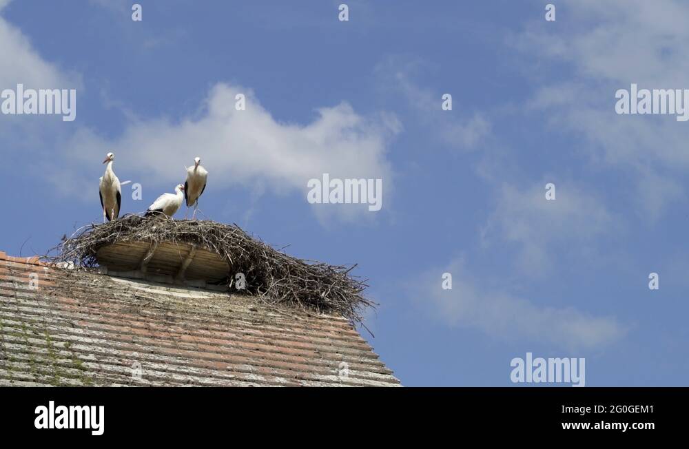 Shorebird on nest Stock Videos & Footage - HD and 4K Video Clips - Alamy