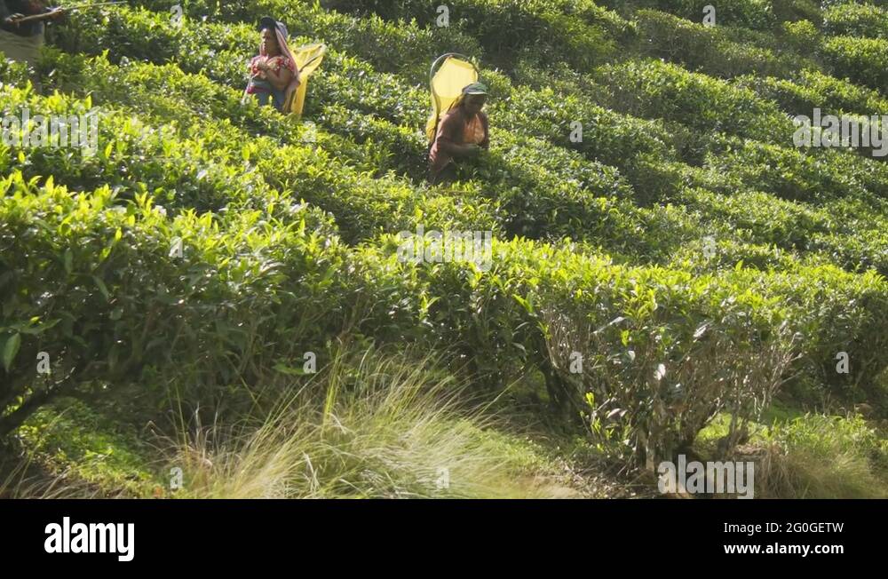 Harvesting tea leaves on sri Stock Videos & Footage - HD and 4K Video ...