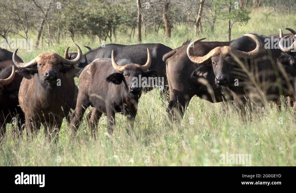 Cape buffalo africa herd Stock Videos & Footage - HD and 4K Video Clips ...