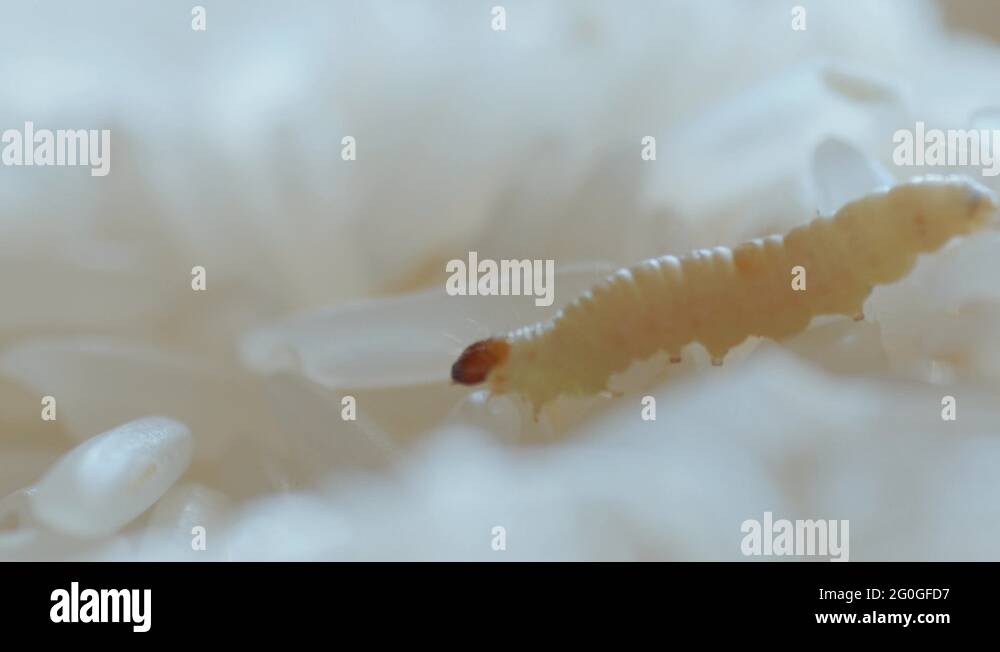 worm, caterpillar, grub, larva, maggot of food moth Stock Video Footage ...